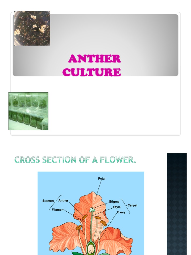 Anther Culture | PDF | Plant Breeding | Ploidy