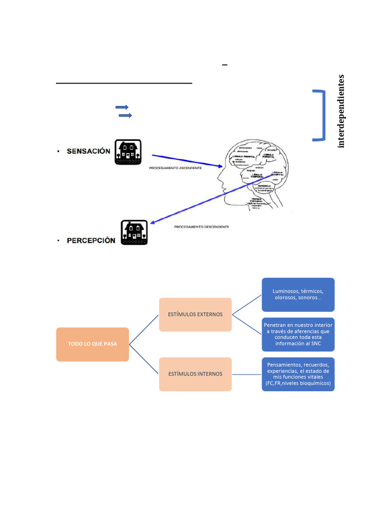 Desarrollo sensorial - perceptivo | PDF | Sentidos | Percepción