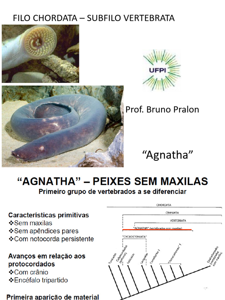 Aula Agnatha | PDF