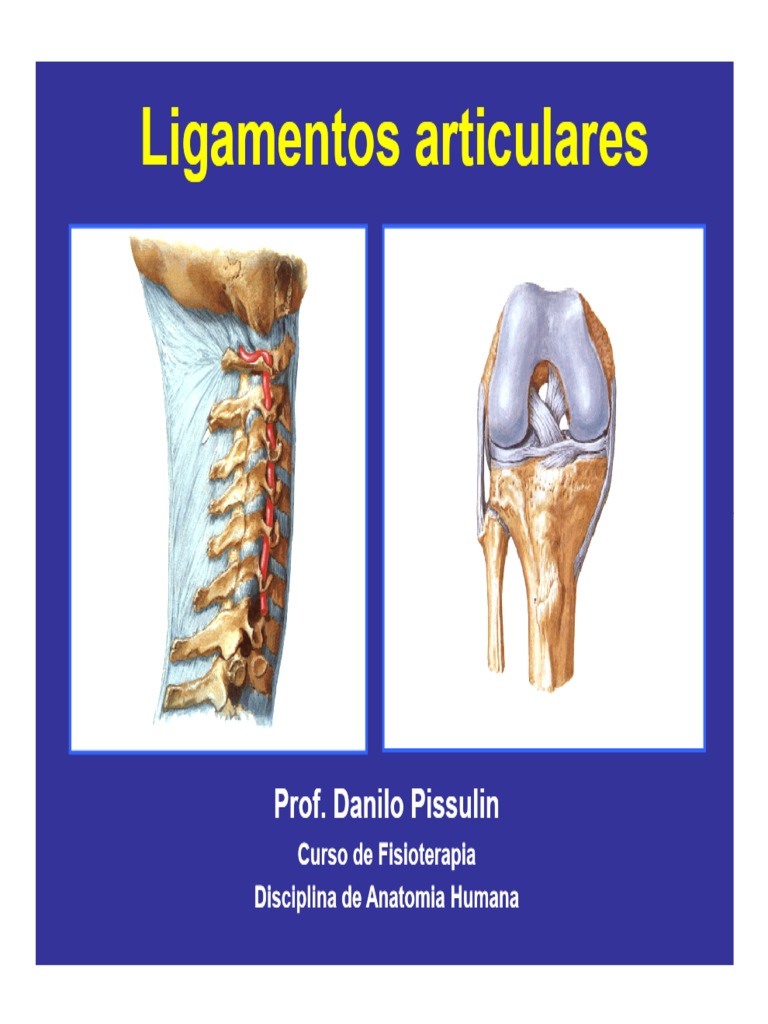 Anatomía de Ligamentos Articulares | PDF