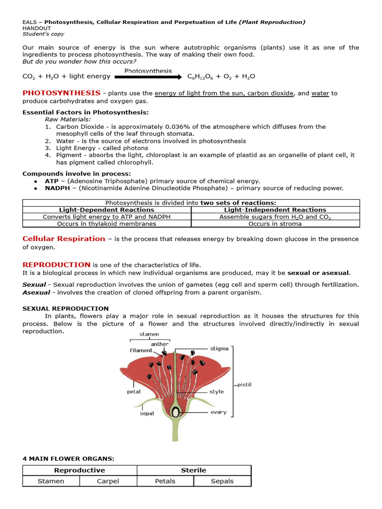 Photosynthesis Cellular Respiration and Plant Reproduction.docx | PDF ...