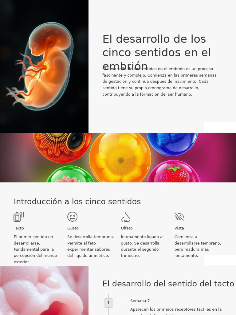 El-Desarrollo de Los Cinco Sentidos en El Embrion | PDF | Gusto | Feto