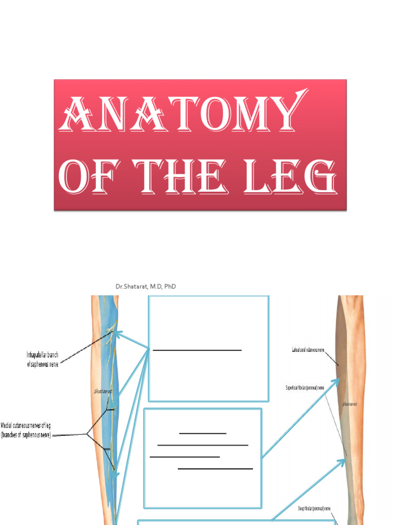 leg and foot | PDF | Foot | Human Leg