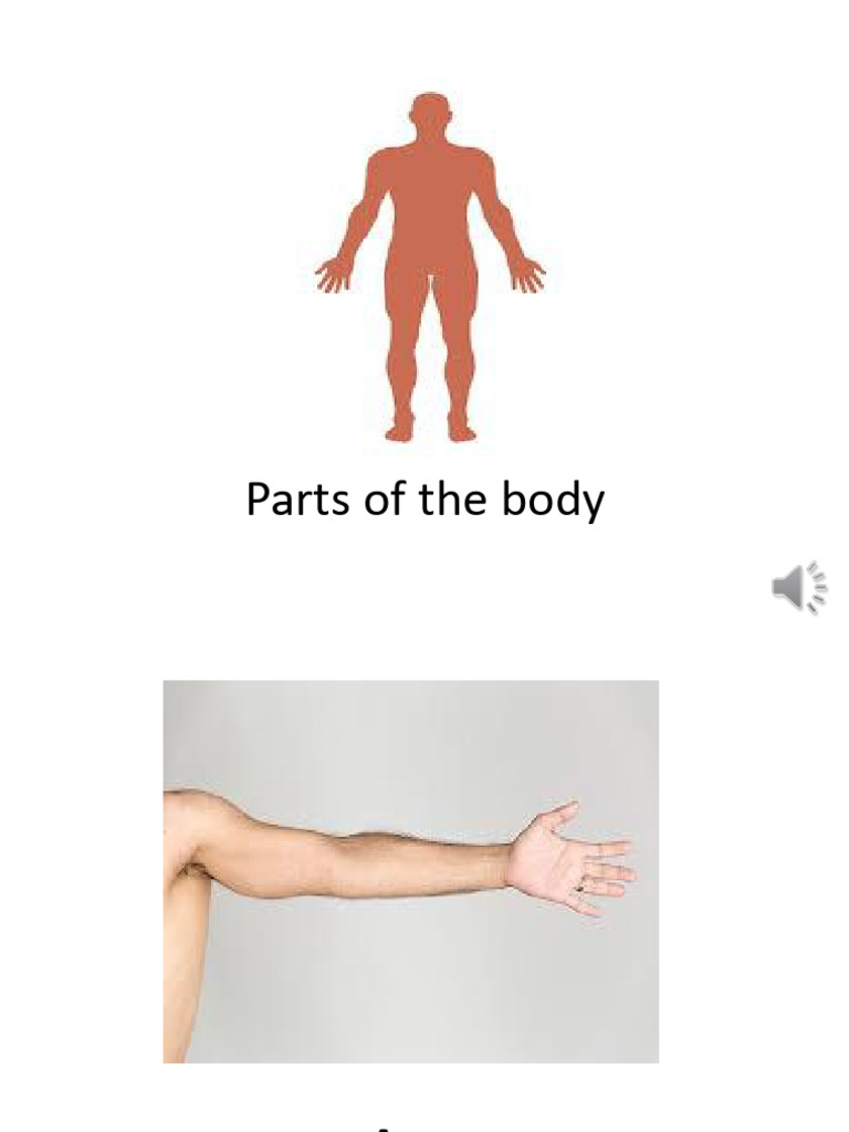 Human Body Parts List | PDF