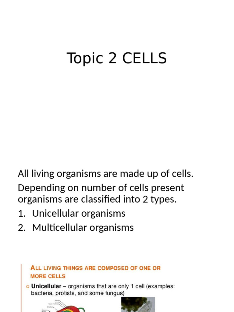 Cells Grade 6 | PDF | Cell (Biology) | Cytoplasm