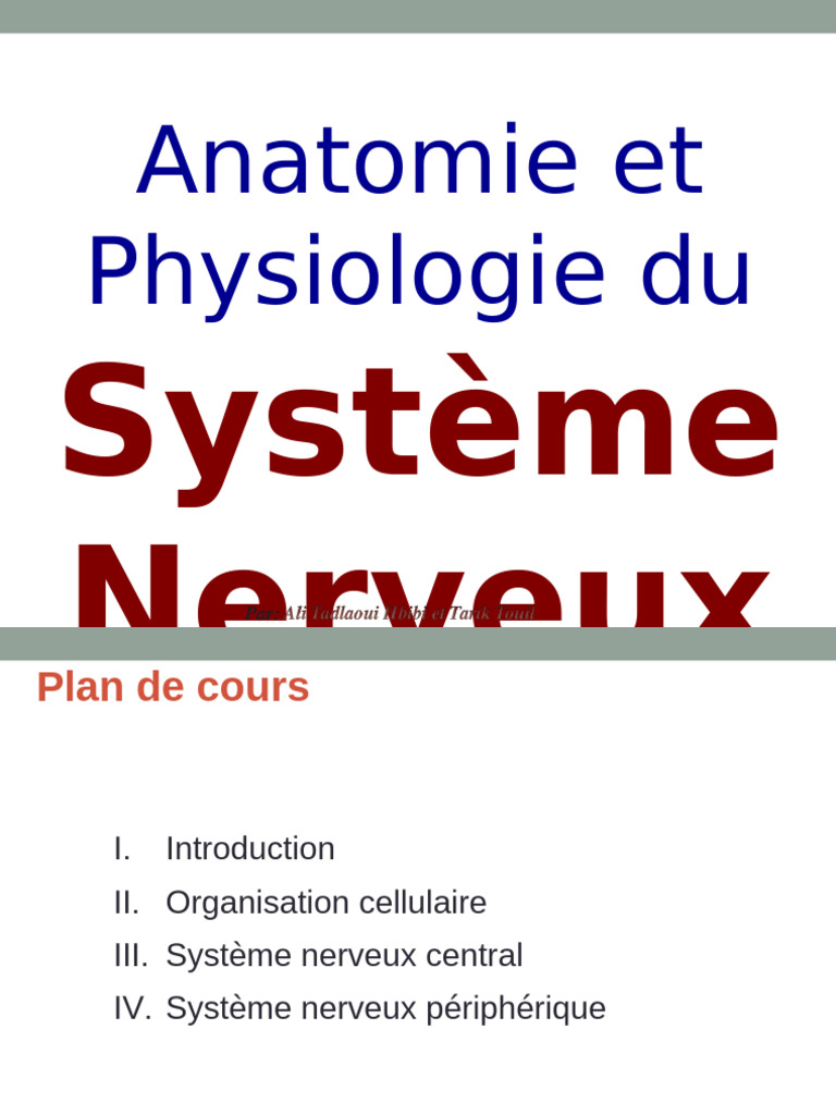 Anatomie du Système Nerveux Humain | PDF | Myéline | Système nerveux