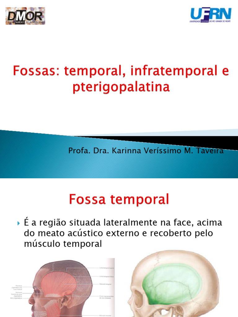 Estruturas e Limites das Fossas Cranianas | PDF | Cabeça e pescoço ...
