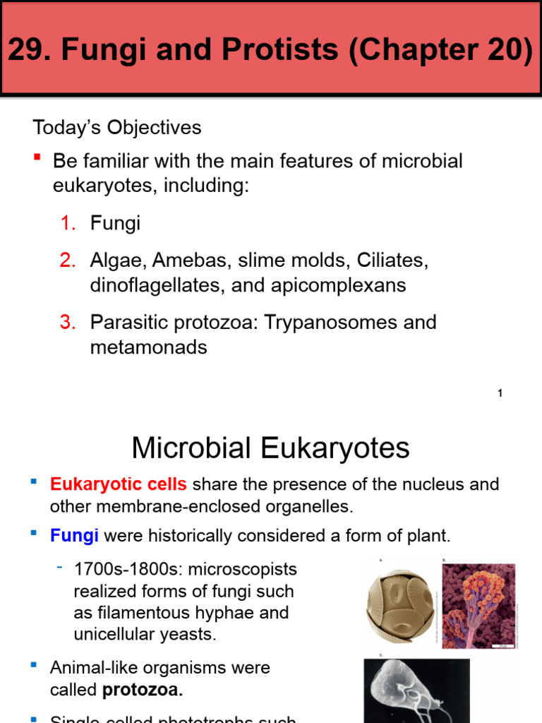MBIO3401 2024 - Lecture29 Tagged | PDF | Fungus | Spore