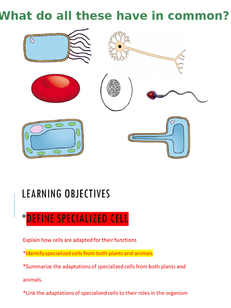 Specialized Cells Worksheet | PDF | Cell (Biology) | Blood