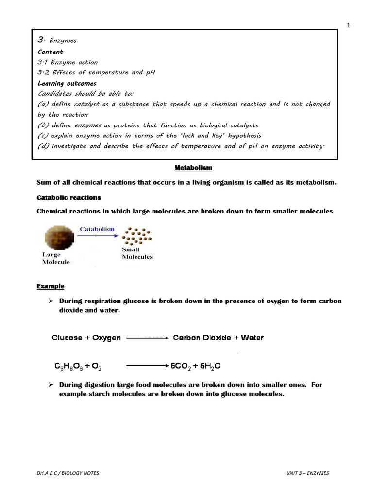 Unit 3 Enzymes | PDF | Enzyme | Chemical Reactions