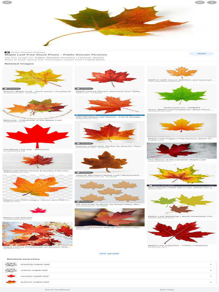 Maple Leaf - Google Search | PDF