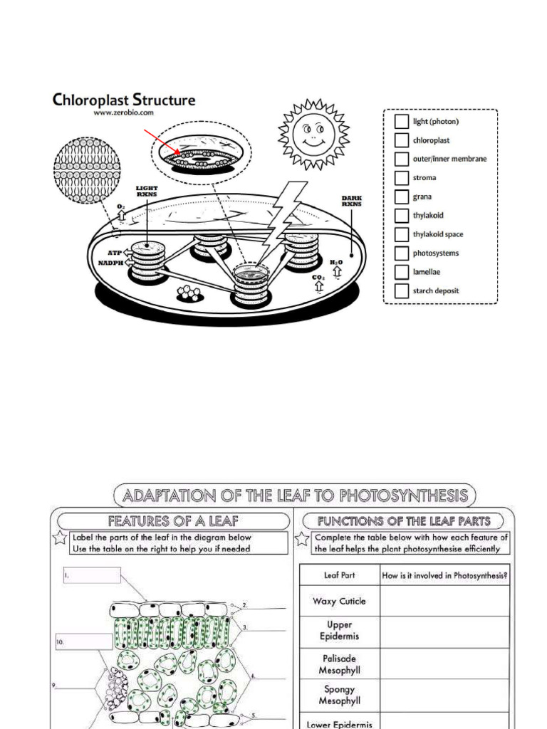 Chloroplast and Leaf (POST ANSWERS) | PDF