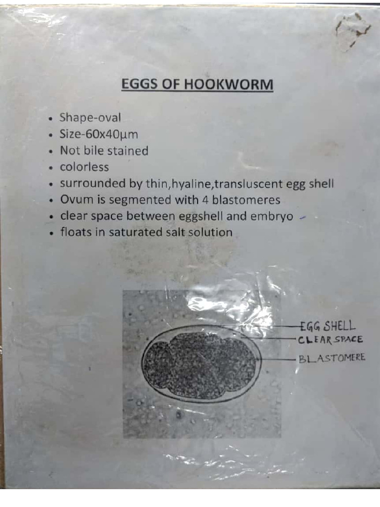 Micro (Egg, Aspergillus, Cyst) | PDF