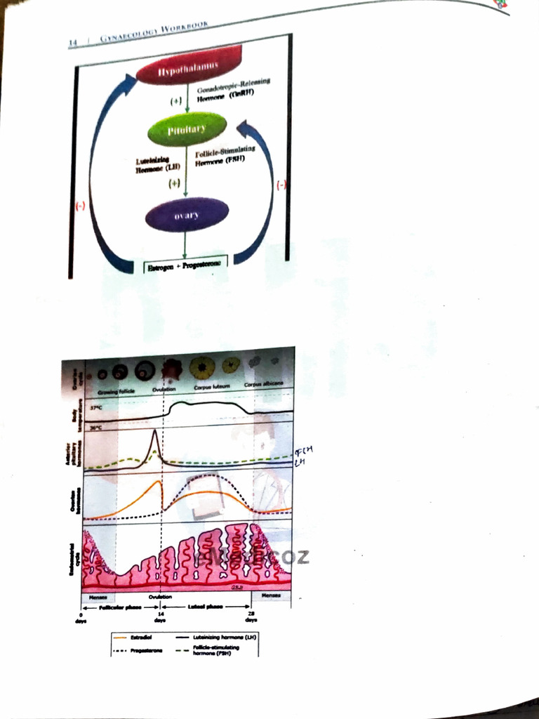 Menstrual Cycle | PDF