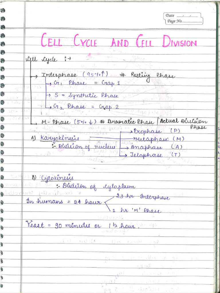 Cell Cycle and Cell Division | PDF