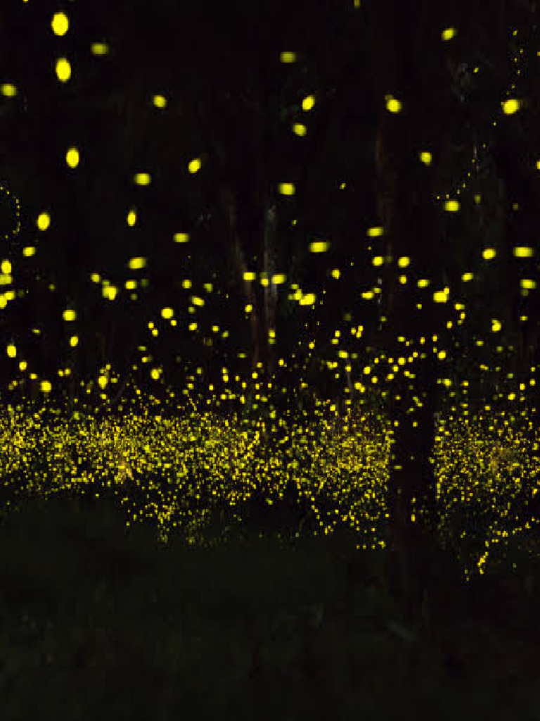 Dorabot - Io Images To PDF | PDF