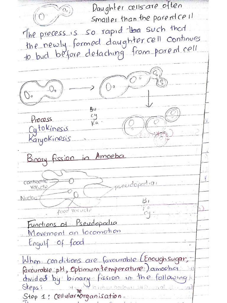 Bio Notes Shortened | PDF