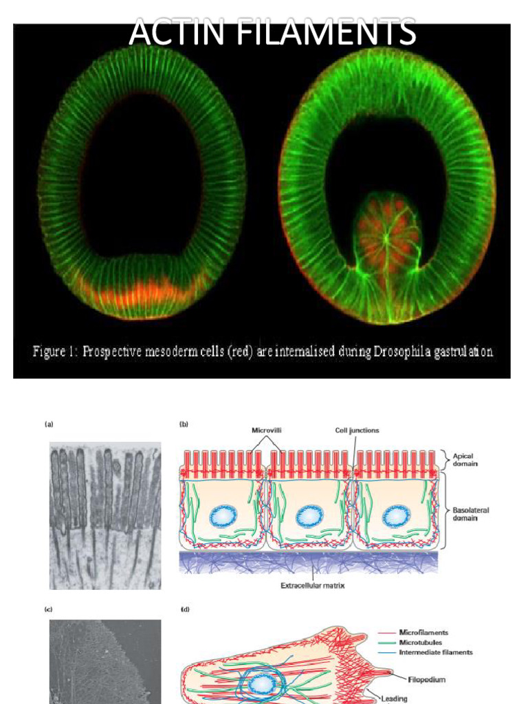 Cell Biology: Actin Filament Dynamics | PDF | Actin | Nutrients