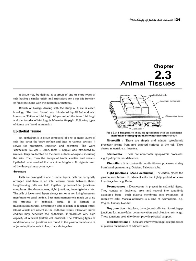 Animal Tissue | PDF