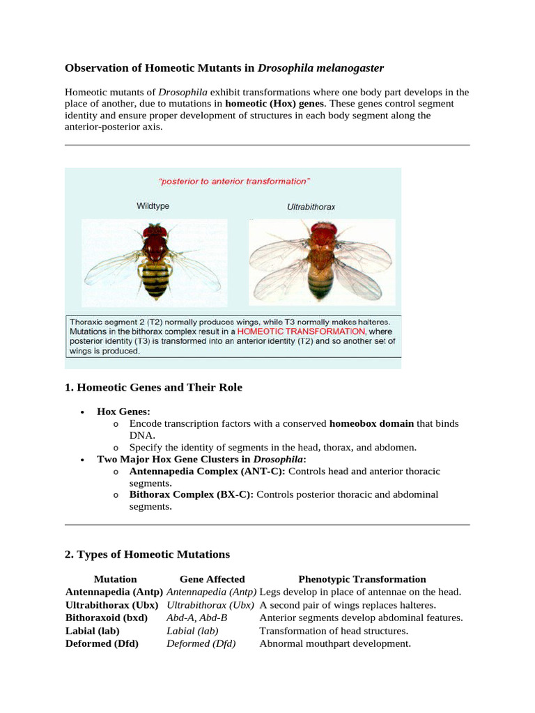 Homeotic Mutants in Drosophila Melanogaster | PDF | Biochemistry ...