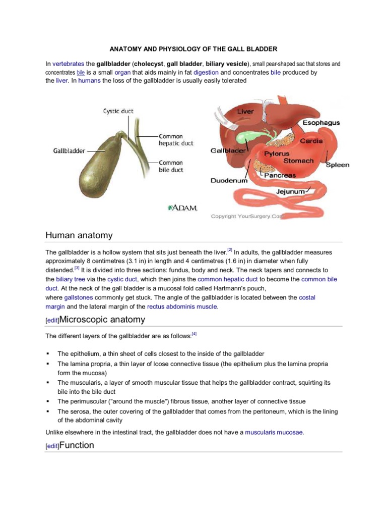 Anatomy and Physiology of the Gall Bladder