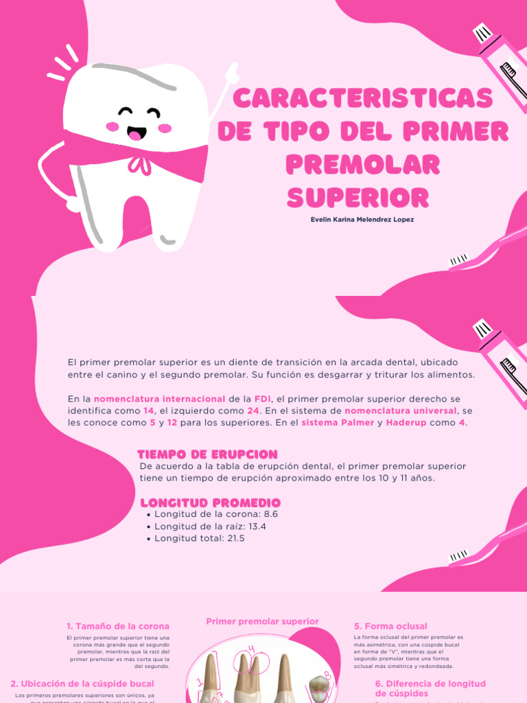Primer Premolar Superior | PDF | Anatomia dental | Diente
