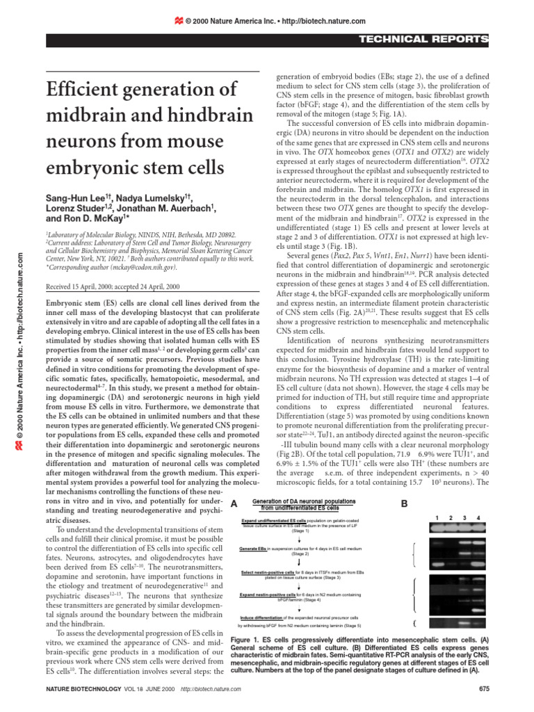 2000 Efficient Generation of Midbrain and Hindbrain Neurons From Mouse ...