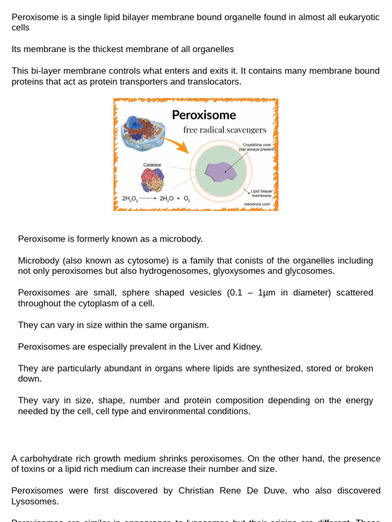 Peroxisomes (1) | PDF | Cell Membrane | Lysosome
