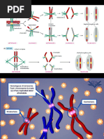 Mnemonics For Cycle Cell and Division | PDF