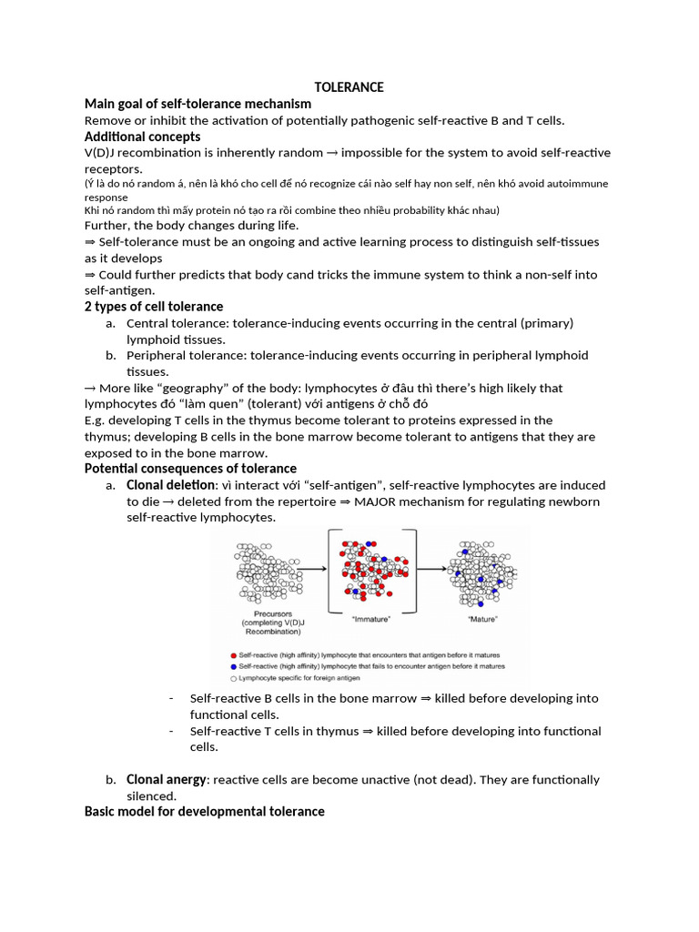 TOLERANCE | PDF | Immune Tolerance | T Cell