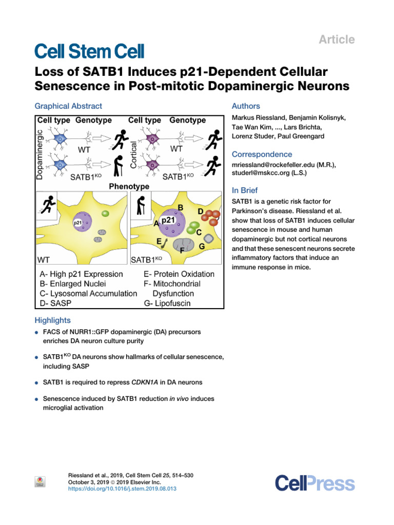 2019 Loss of SATB1 Induces P21-Dependent Cellular Senescence in Post ...