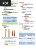 Phylum Priapulida | PDF