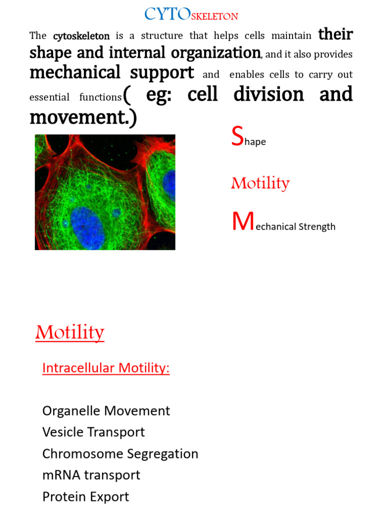 Understanding the Cytoskeleton Structure | PDF | Microtubule | Cytoskeleton