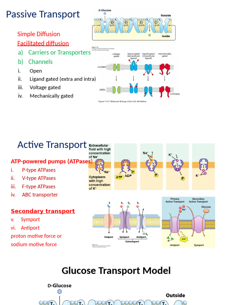 Transport Through Membrane | PDF | Membrane Biology | Cell Biology