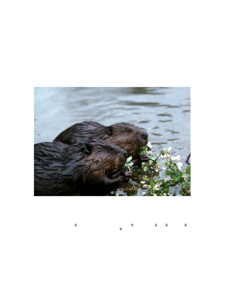 bobr_beaver | PDF