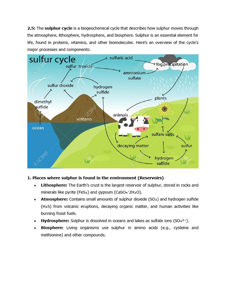 2.5 sulphur cycle | PDF | Sulfur | Decomposition