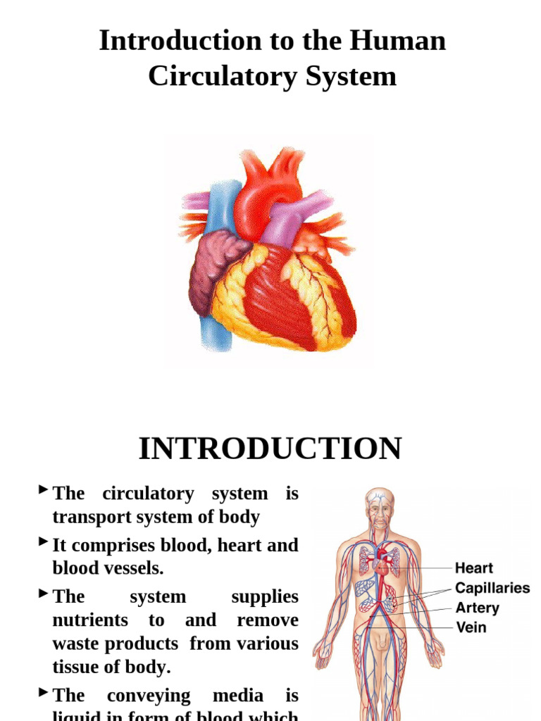 Circulatory System | PDF | Blood | Blood Vessel