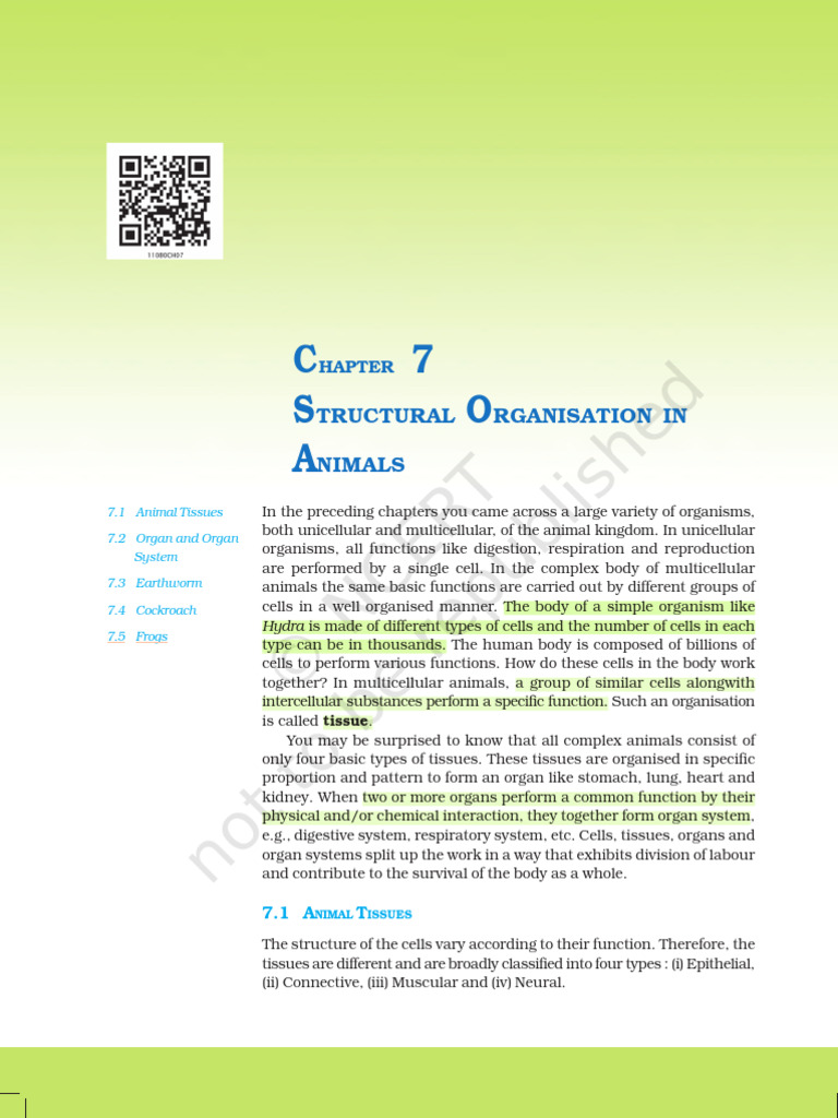 Tissues Old Ncert Class 11 | PDF | Epithelium | Muscle