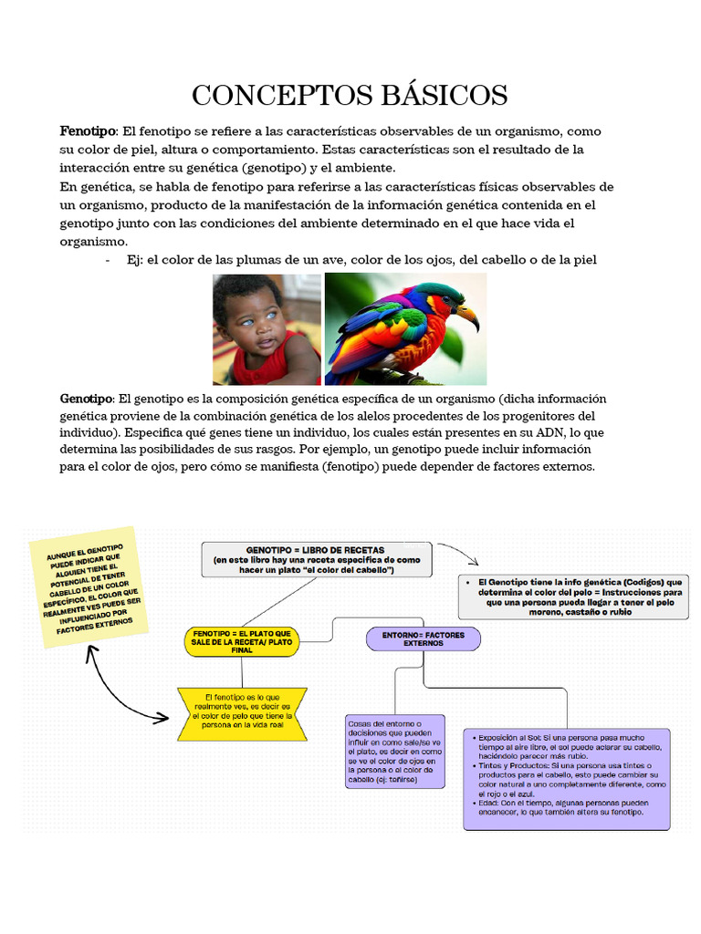 CONCEPTOS BASICOS | PDF | Genotipo | Gene