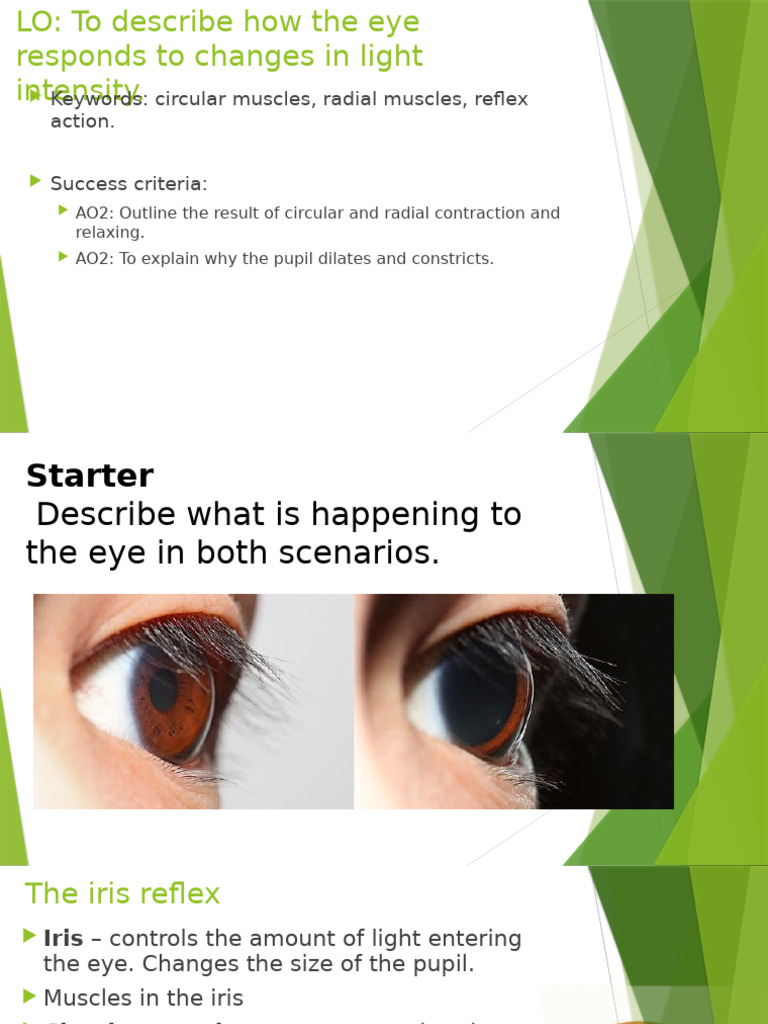 L4 Iris Reflex | PDF