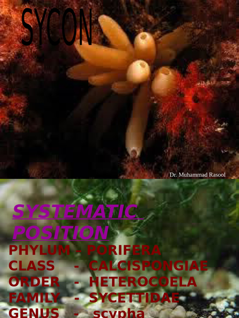Lec 8. Sycon | PDF | Sponge | Sexual Reproduction