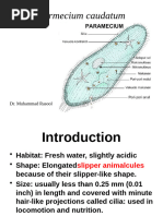 Structure and Life Cycle of Paramecium | PDF | Biology | Cell Biology