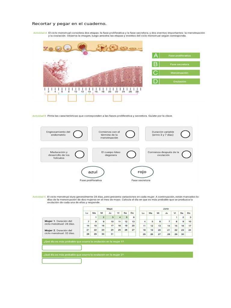 Recortar y Pegar en El Cuaderno | PDF