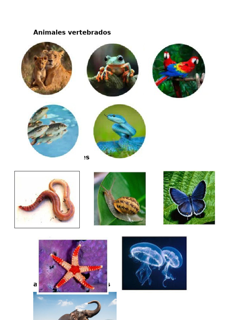 Animales Vertebrados | PDF