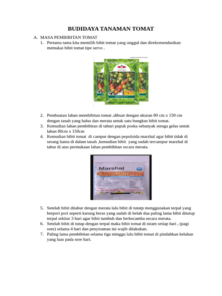 BUDIDAYA TANAMAN TOMAT | PDF