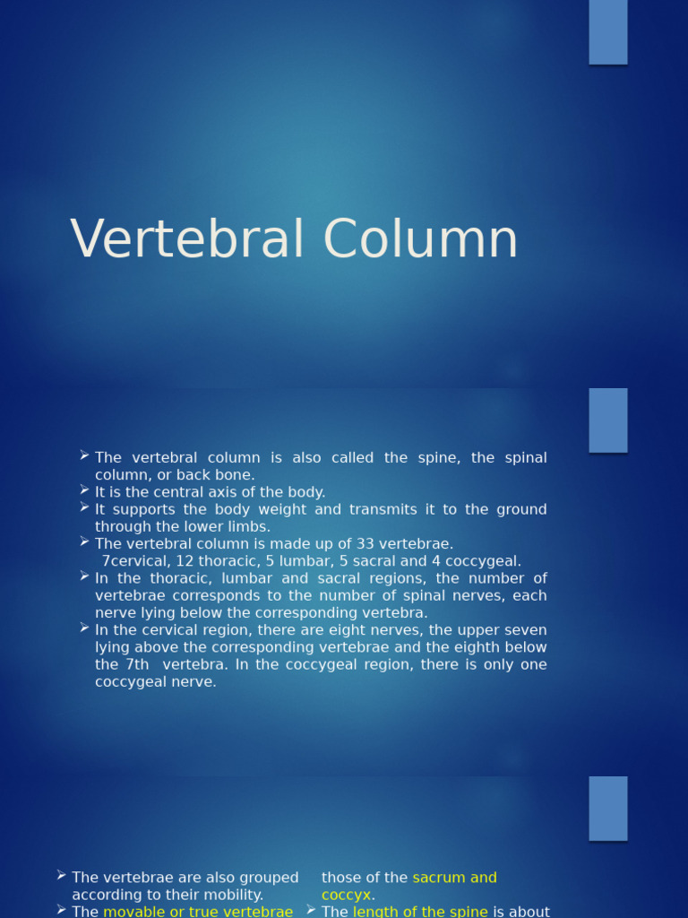 Vertebral Column | PDF | Vertebra | Vertebral Column
