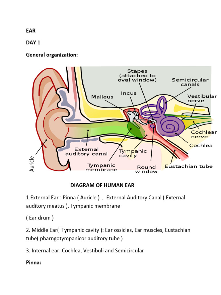 Sense Organ Note by ZSS | PDF | Ear | Human Eye