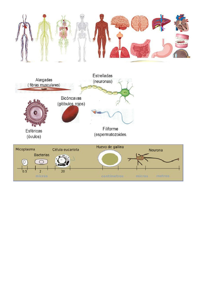 Anatomo | PDF