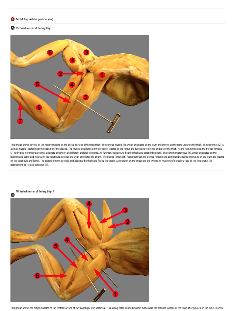 Frog Thigh and Shank Muscle Anatomy | PDF | Foot | Human Leg