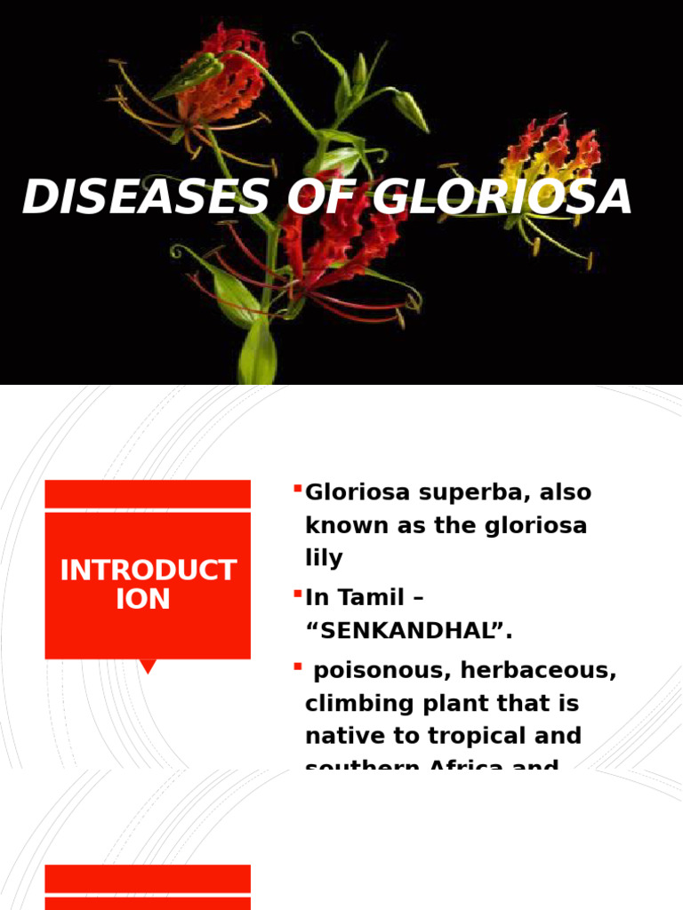 Patho Bold | PDF | Leaf | Branches Of Botany